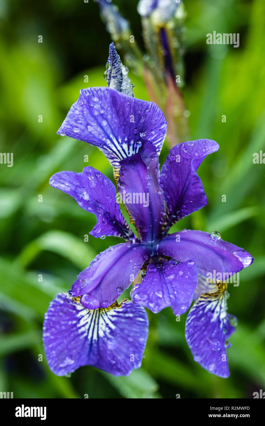 Siberian iris, iris sibirica in the garden, drops of water Stock Photo ...