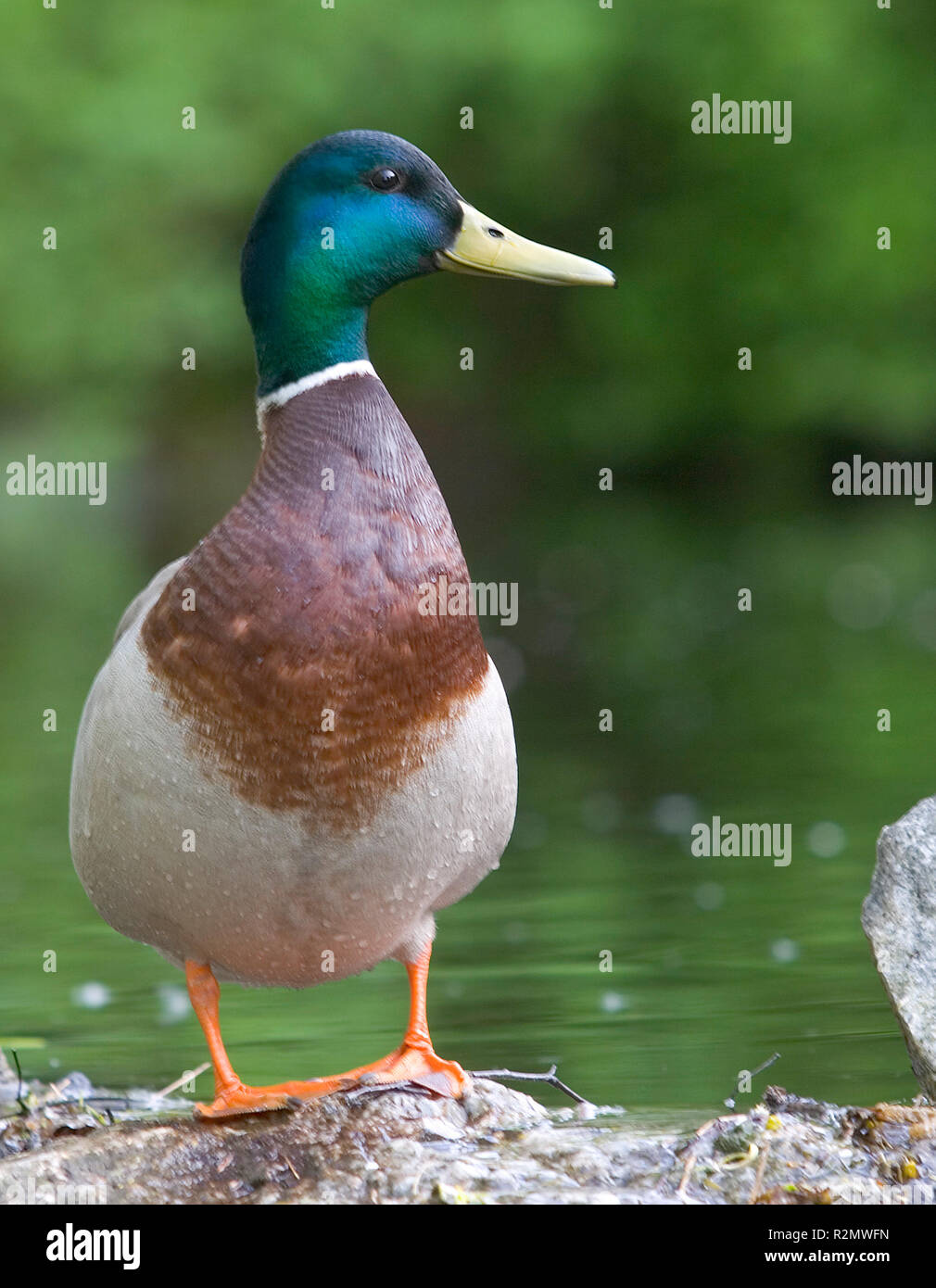 Duck on the shore hi-res stock photography and images - Alamy