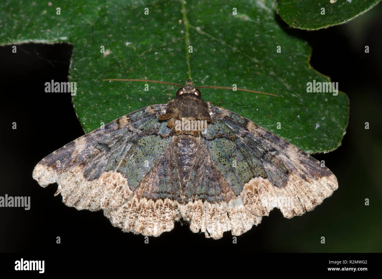 Horrid Zale, Zale horrida Stock Photo - Alamy