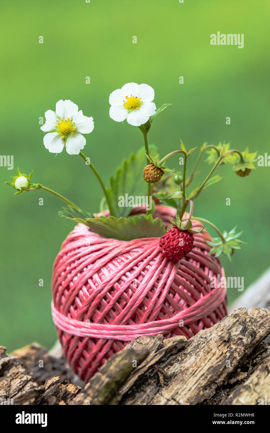 Strawberry ideas hi-res stock photography and images - Alamy