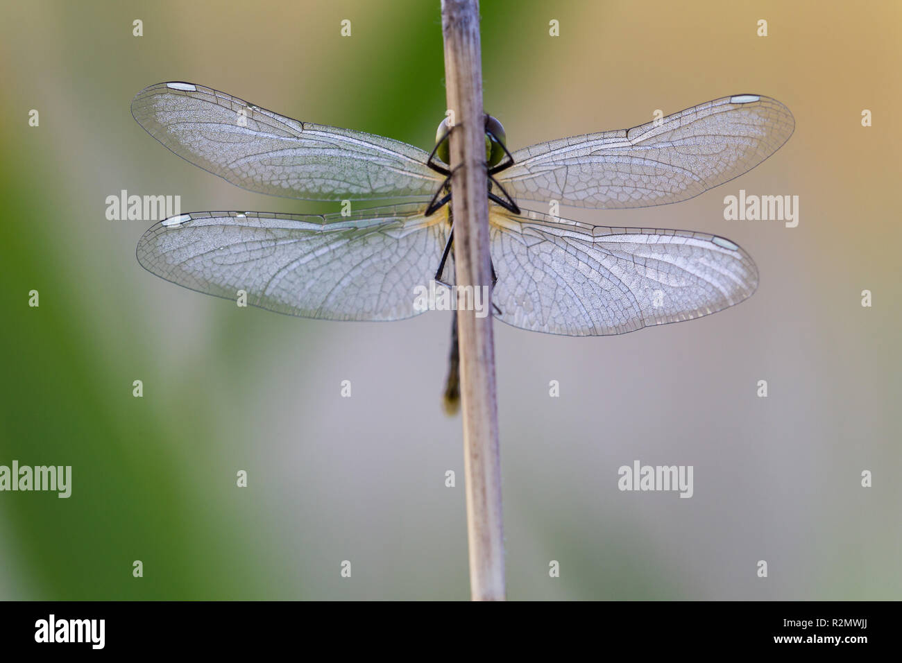 Disguised as animals hi-res stock photography and images - Alamy