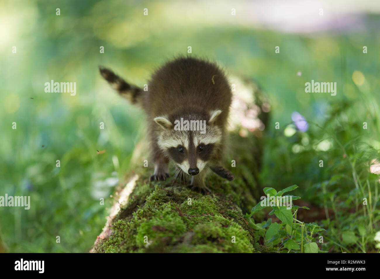 Lower raccoon hi-res stock photography and images - Alamy