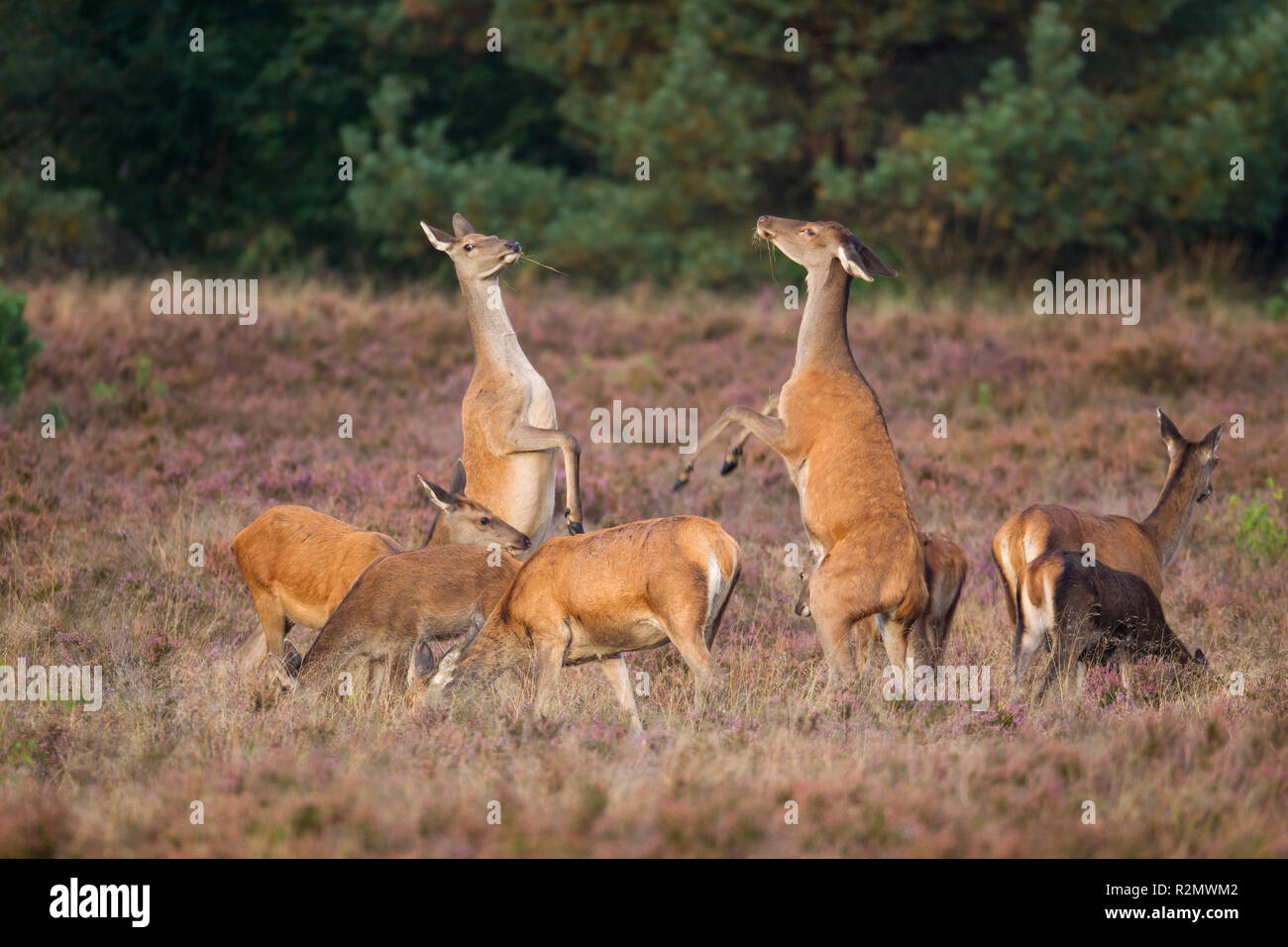 Warm blooded animals hi-res stock photography and images - Alamy