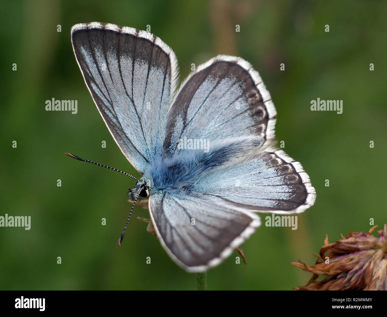 Moth legs hi-res stock photography and images - Alamy