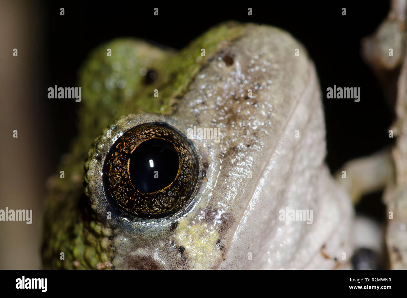 Chrysoscelis hi-res stock photography and images - Alamy