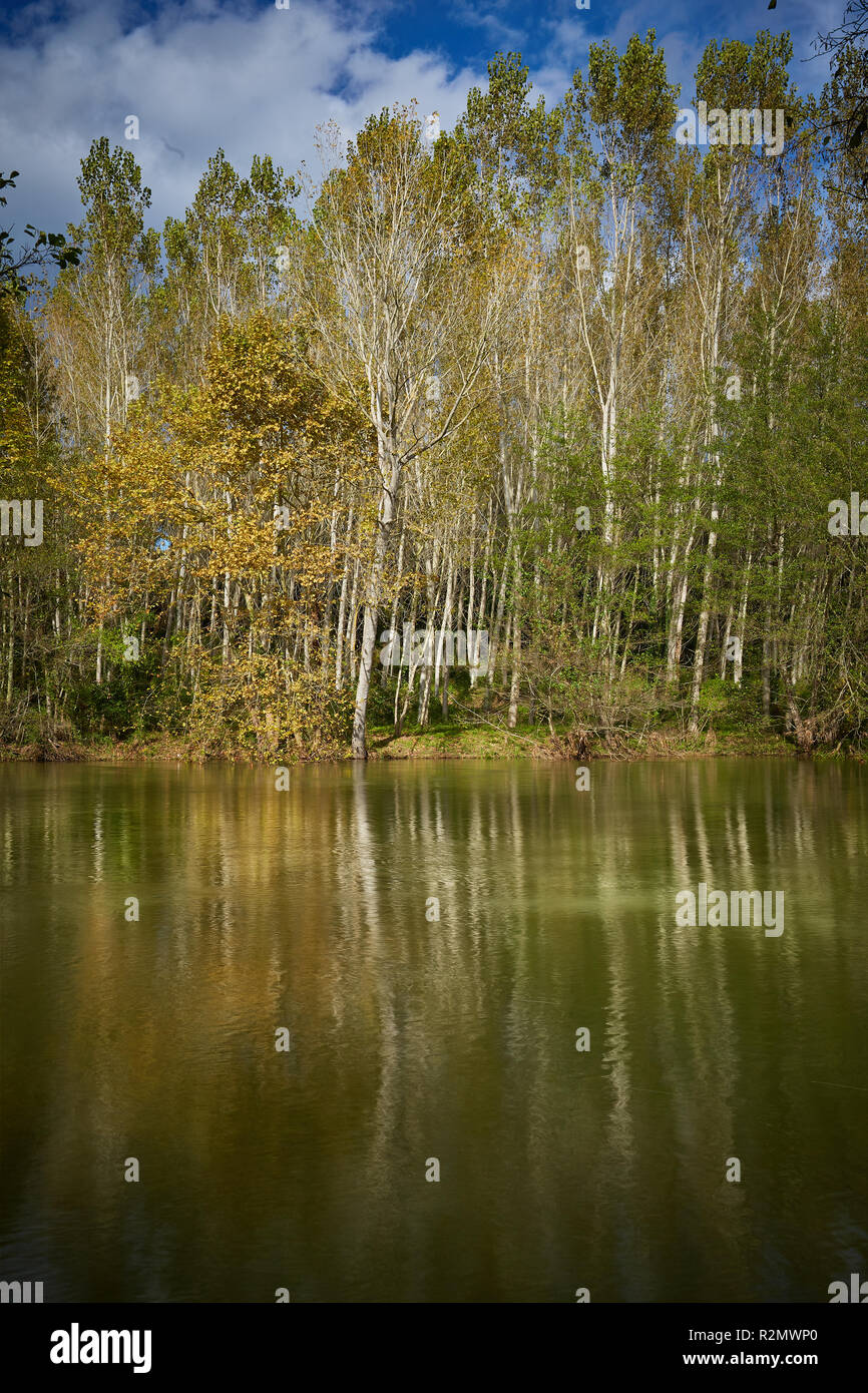 Poplar forest on the riverside Stock Photo - Alamy