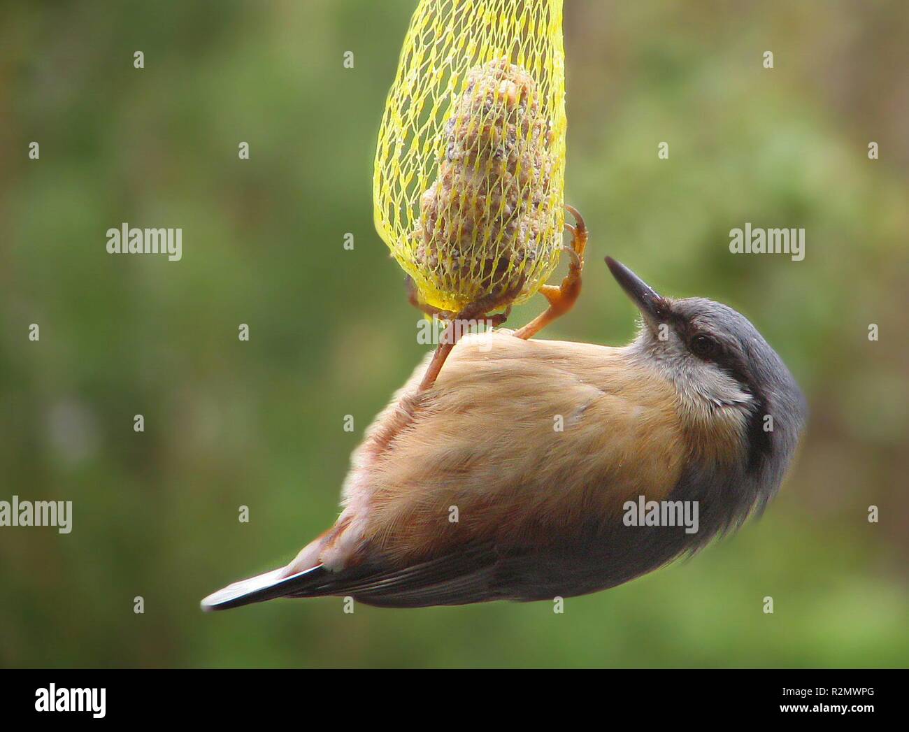Acrobat bird hi-res stock photography and images - Alamy