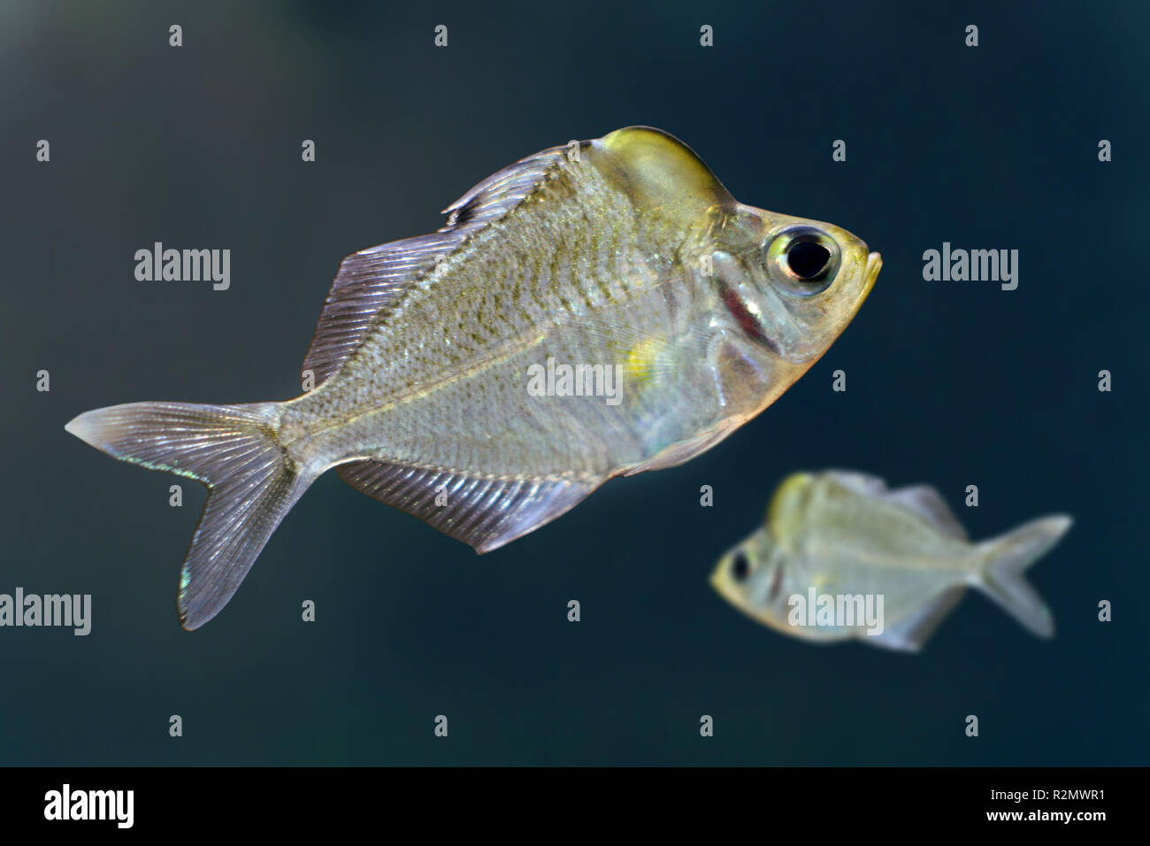 bumphead glass fish Stock Photo - Alamy