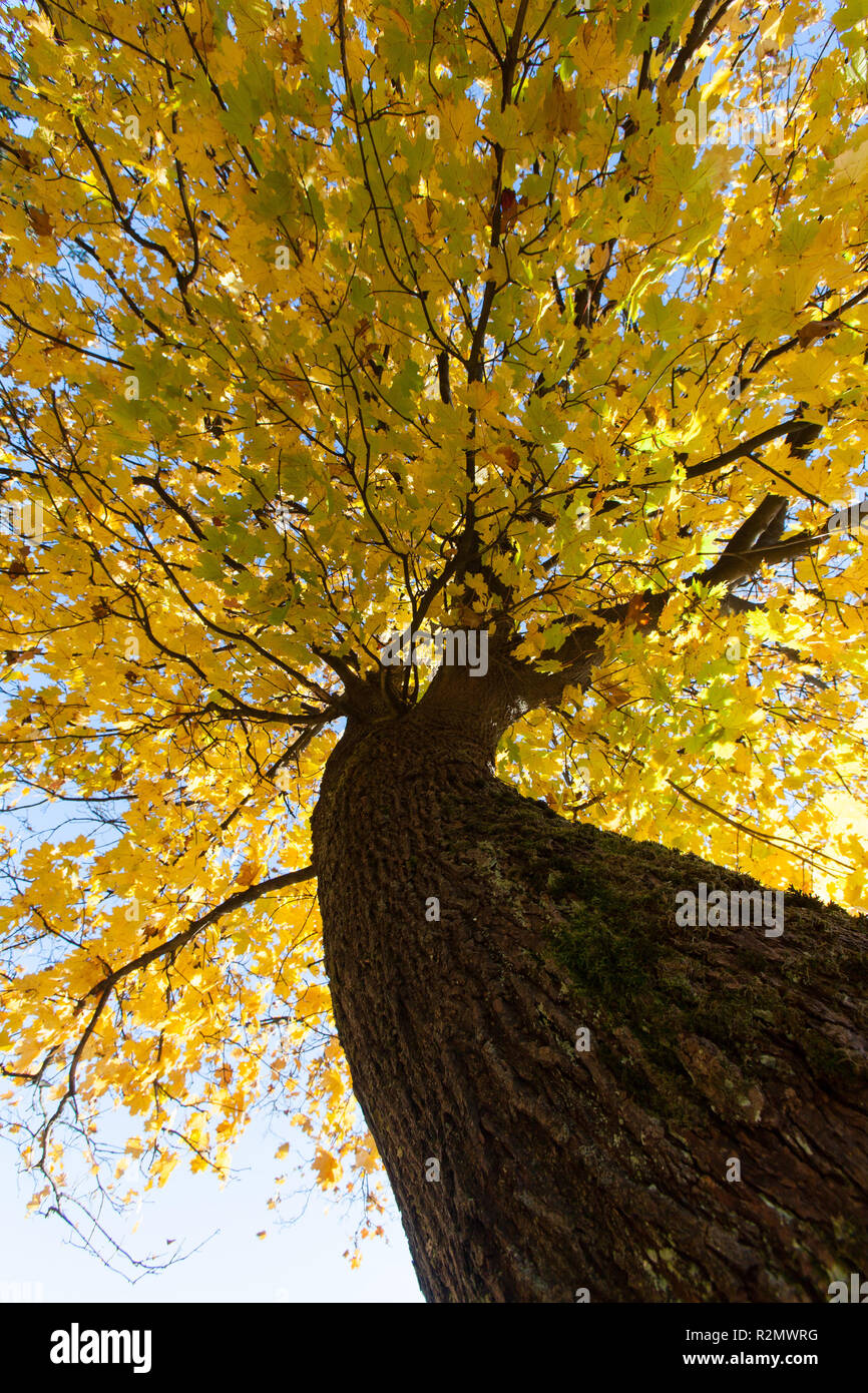 Maple trunk with autumn leaves Stock Photo - Alamy