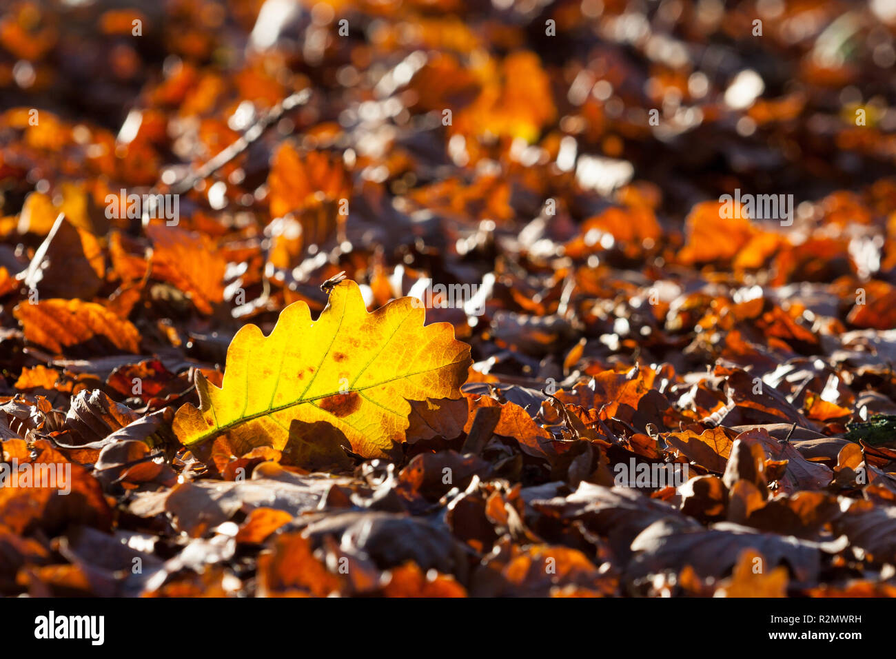 Color oak hi-res stock photography and images - Alamy