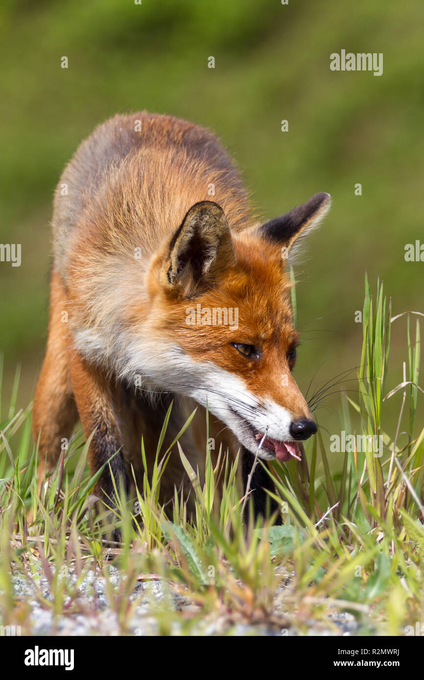 Fox on the hunt Stock Photo - Alamy