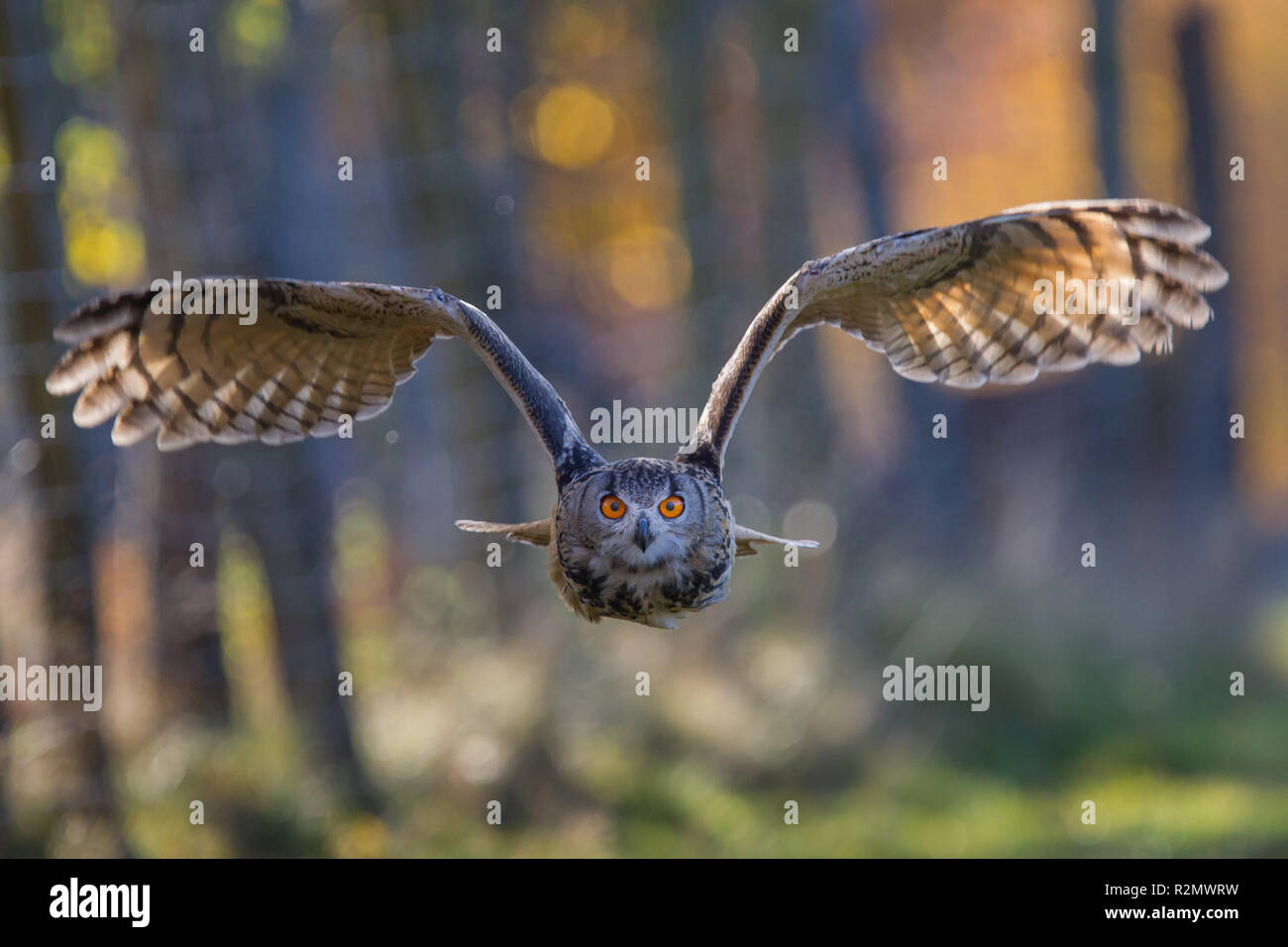 Eagle owl in the approach Stock Photo - Alamy