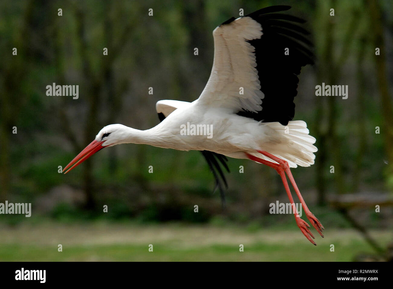 stork in flight Stock Photo - Alamy