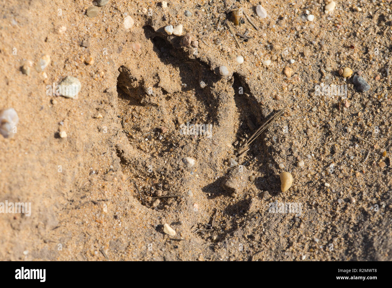 Wildlife trace hi-res stock photography and images - Alamy