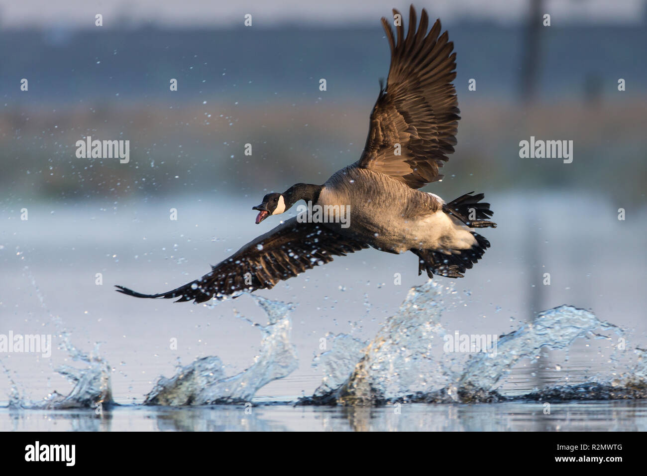 Picture wing flies hi-res stock photography and images - Alamy