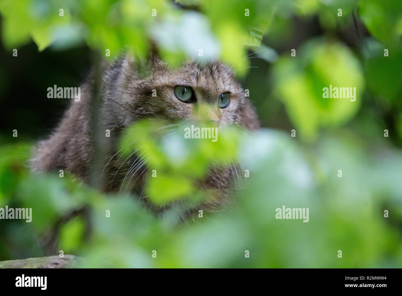 I Am Wildcat In Real Life