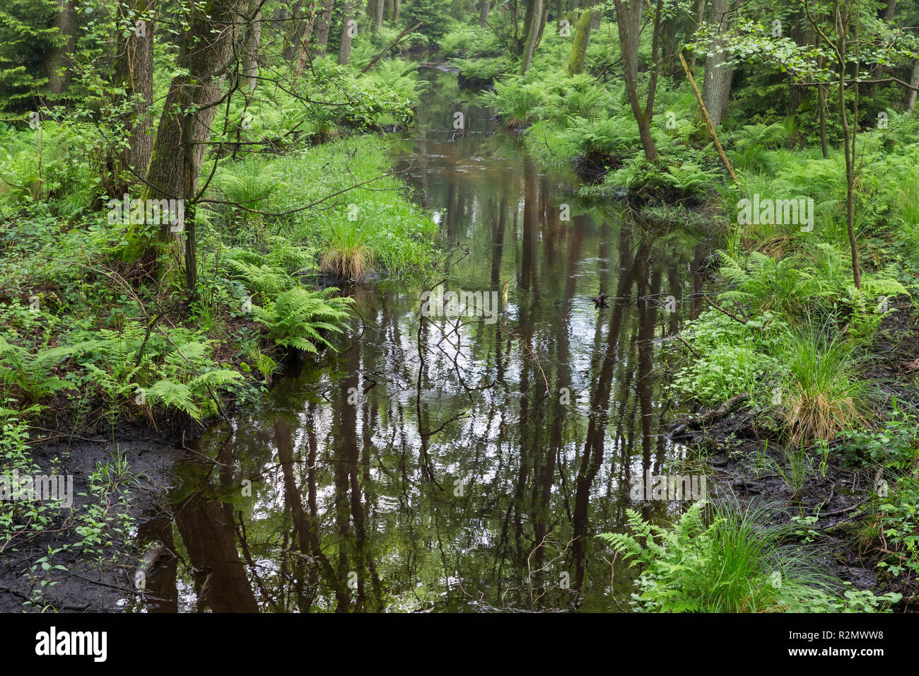Black carr wood hi-res stock photography and images - Alamy