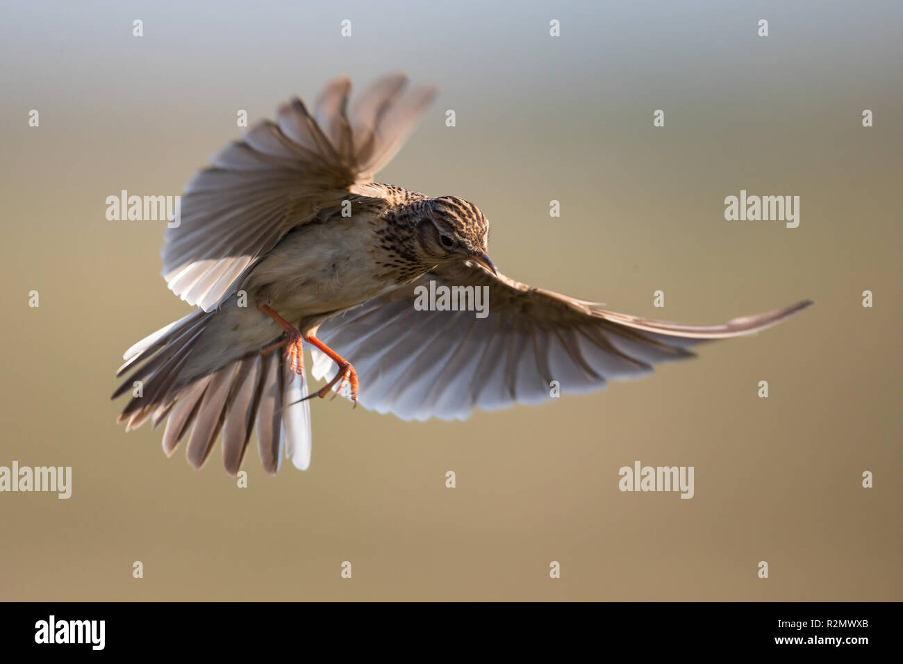 Skylark fauna hi-res stock photography and images - Alamy