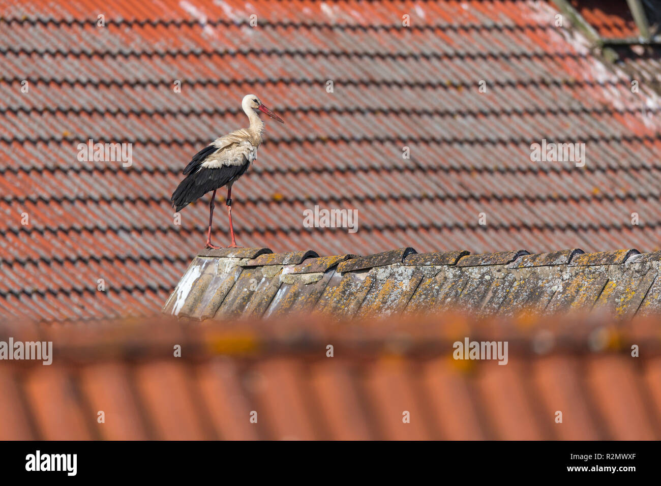 White stork on house roof Stock Photo - Alamy