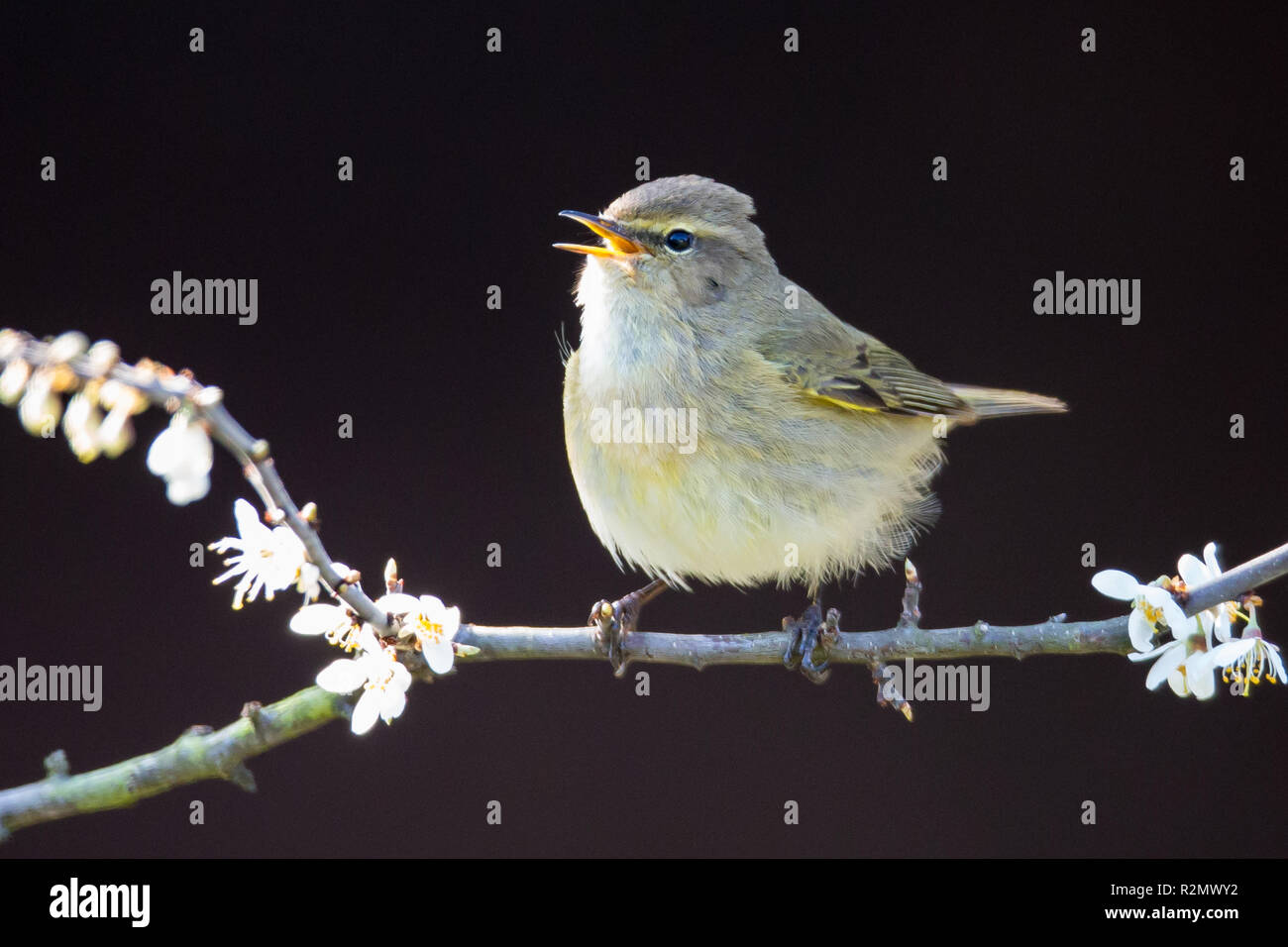 Warbler singing hi-res stock photography and images - Alamy