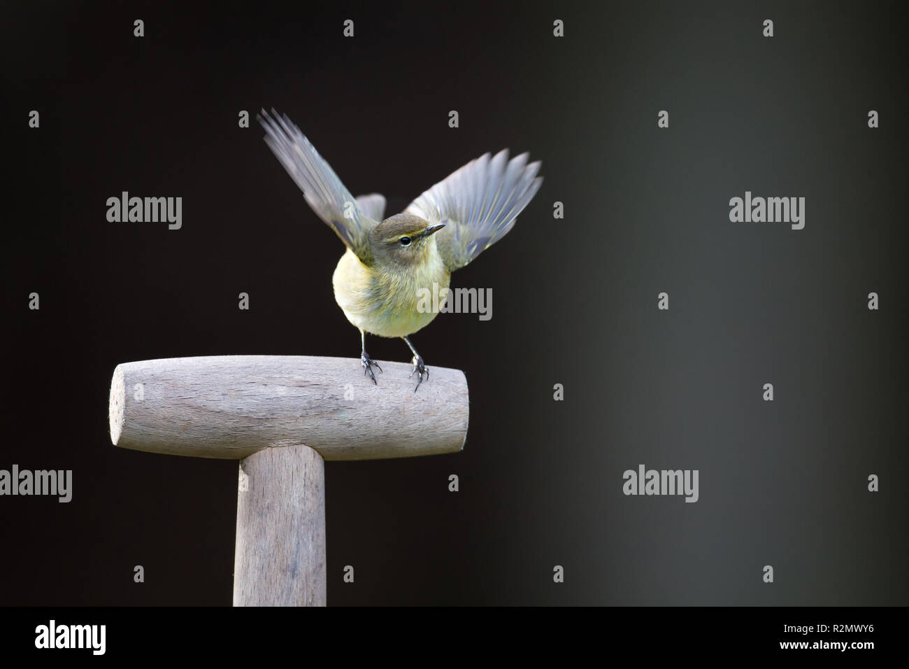 Willow stick hi-res stock photography and images - Alamy