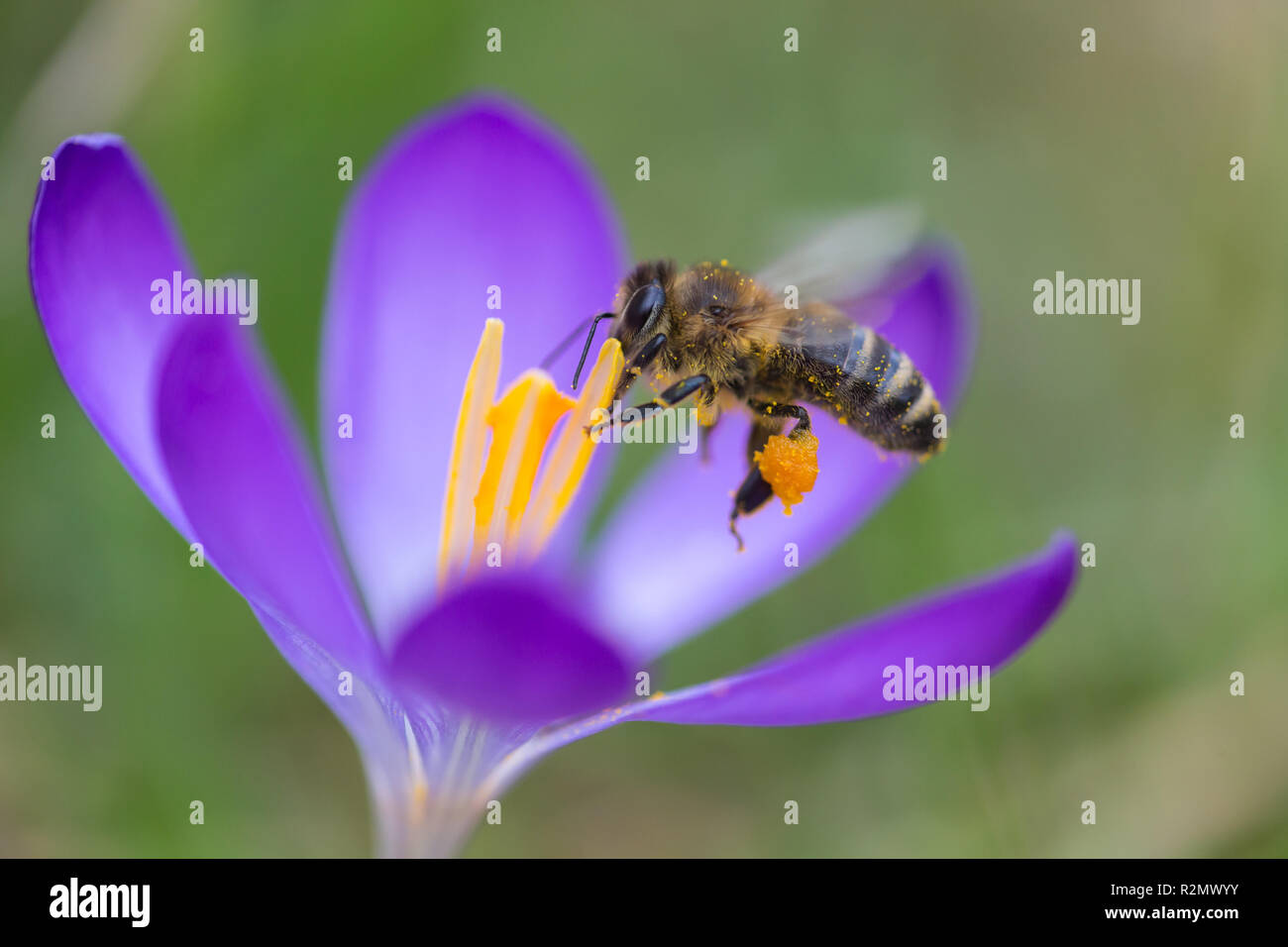 Dust flies hi-res stock photography and images - Alamy