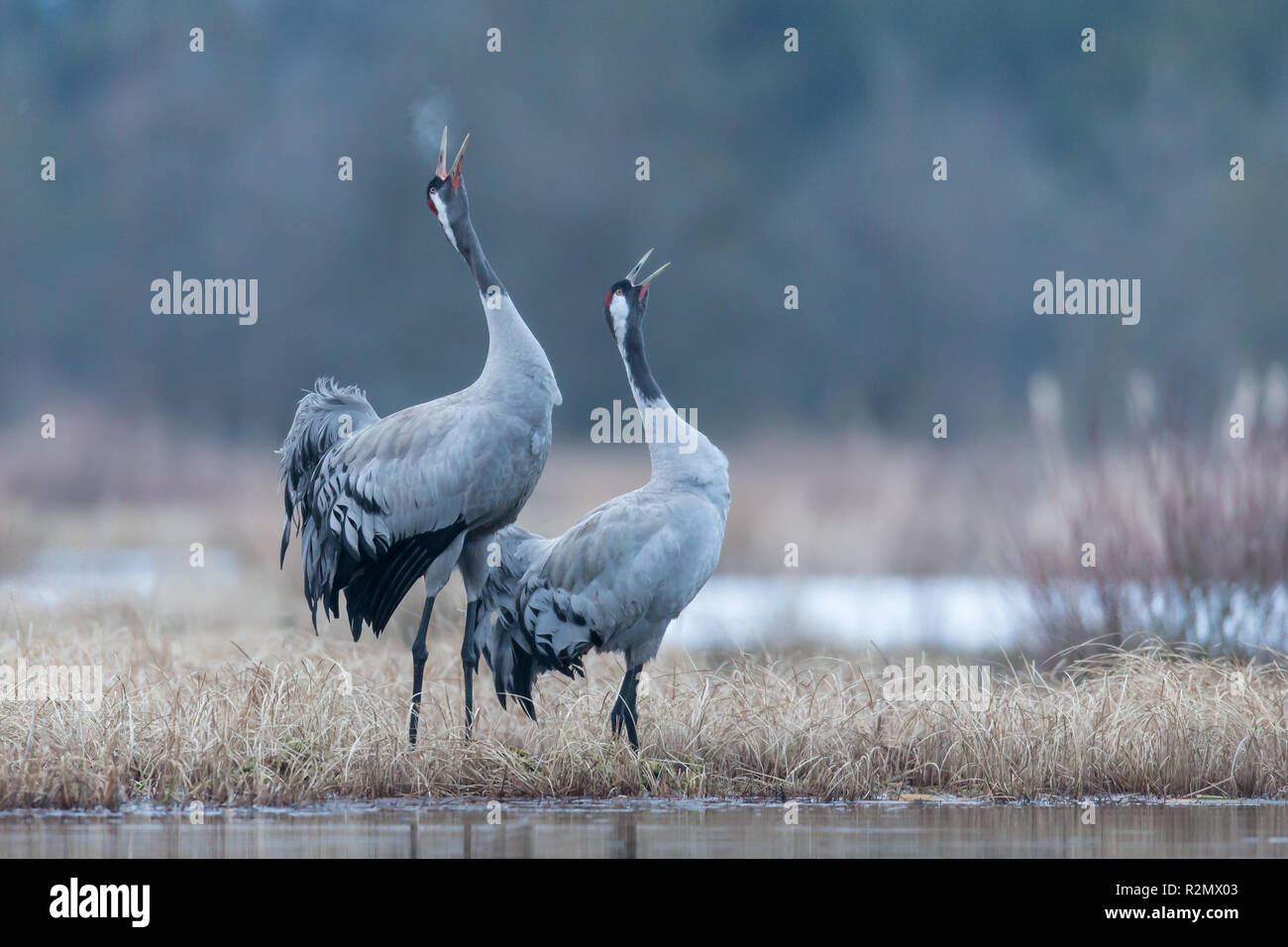 Two cranes hi-res stock photography and images - Alamy