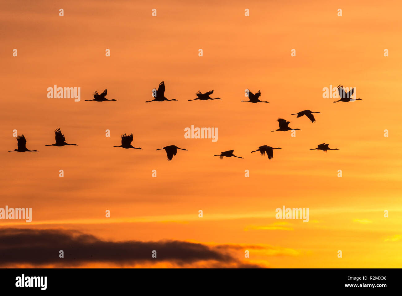 Group of cranes in front of rising sun at the red sky Stock Photo - Alamy
