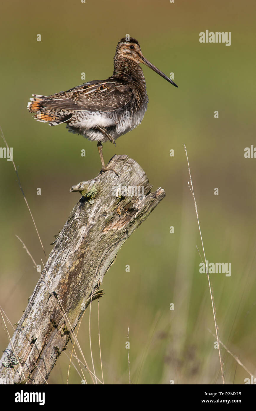 Common snipe picture hi-res stock photography and images - Alamy