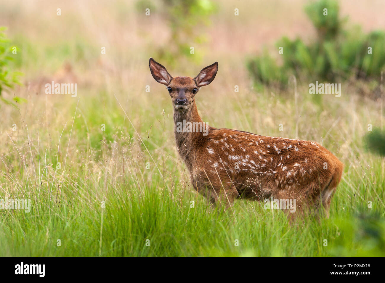 Calf heath hi-res stock photography and images - Alamy