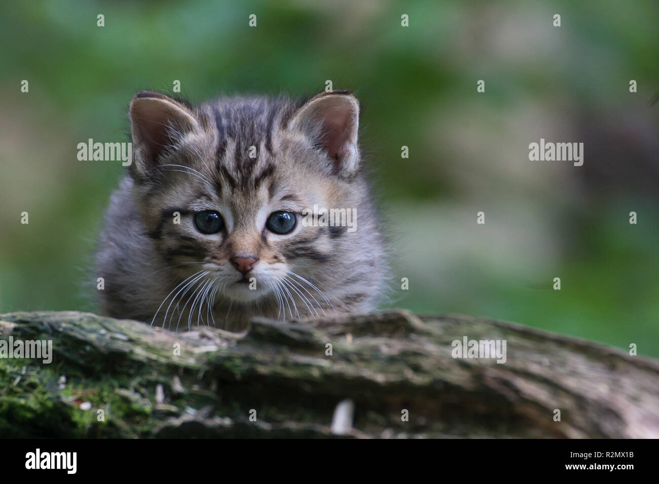 Wildcat, cub ready to jump Stock Photo - Alamy