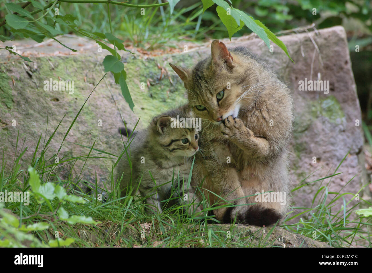 Wild cat with cub Stock Photo - Alamy
