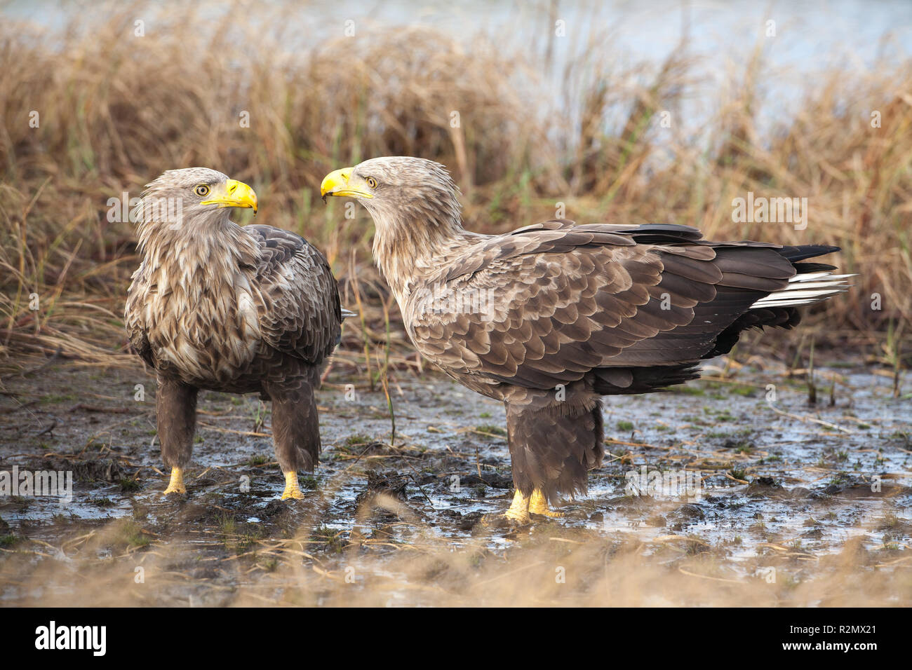 White-tailed eagle couple looks at each other Stock Photo - Alamy
