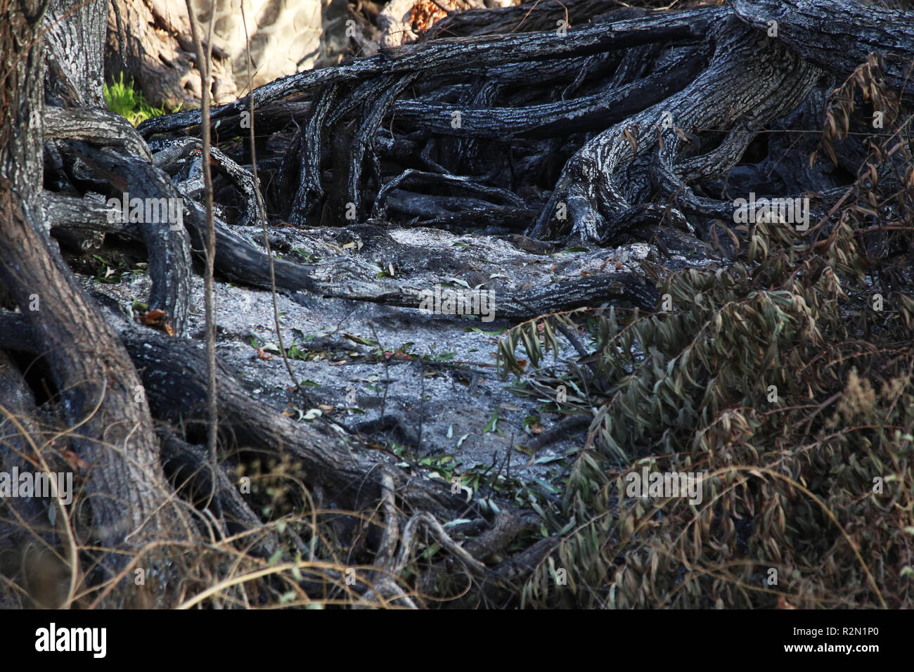 Agoura Hills, California, USA. 17th Nov, 2018. Dead and Damage Trees ...