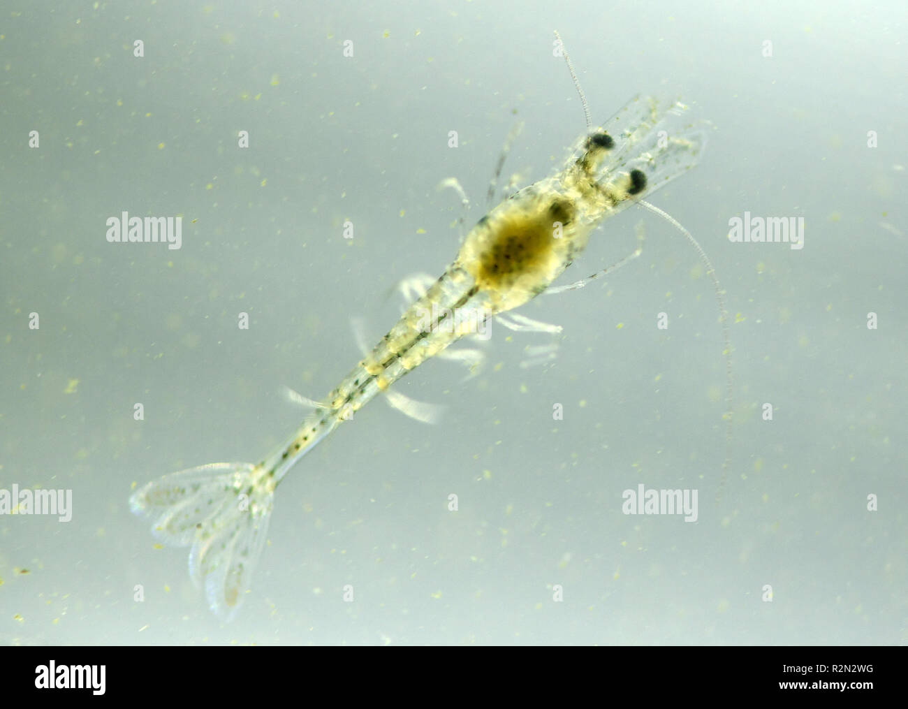 Shrimp larvae hi-res stock photography and images - Alamy