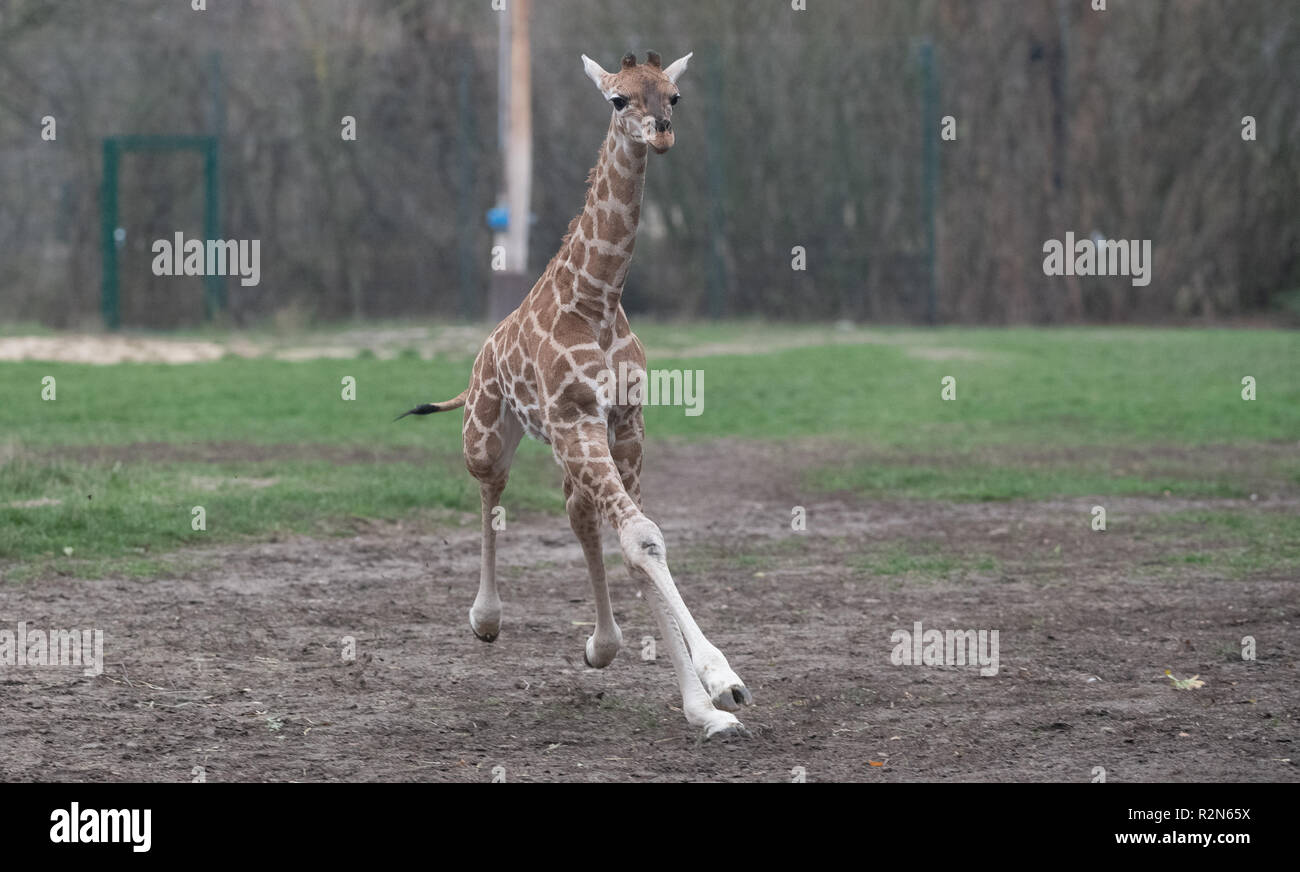 Giraffe lady hi-res stock photography and images - Alamy