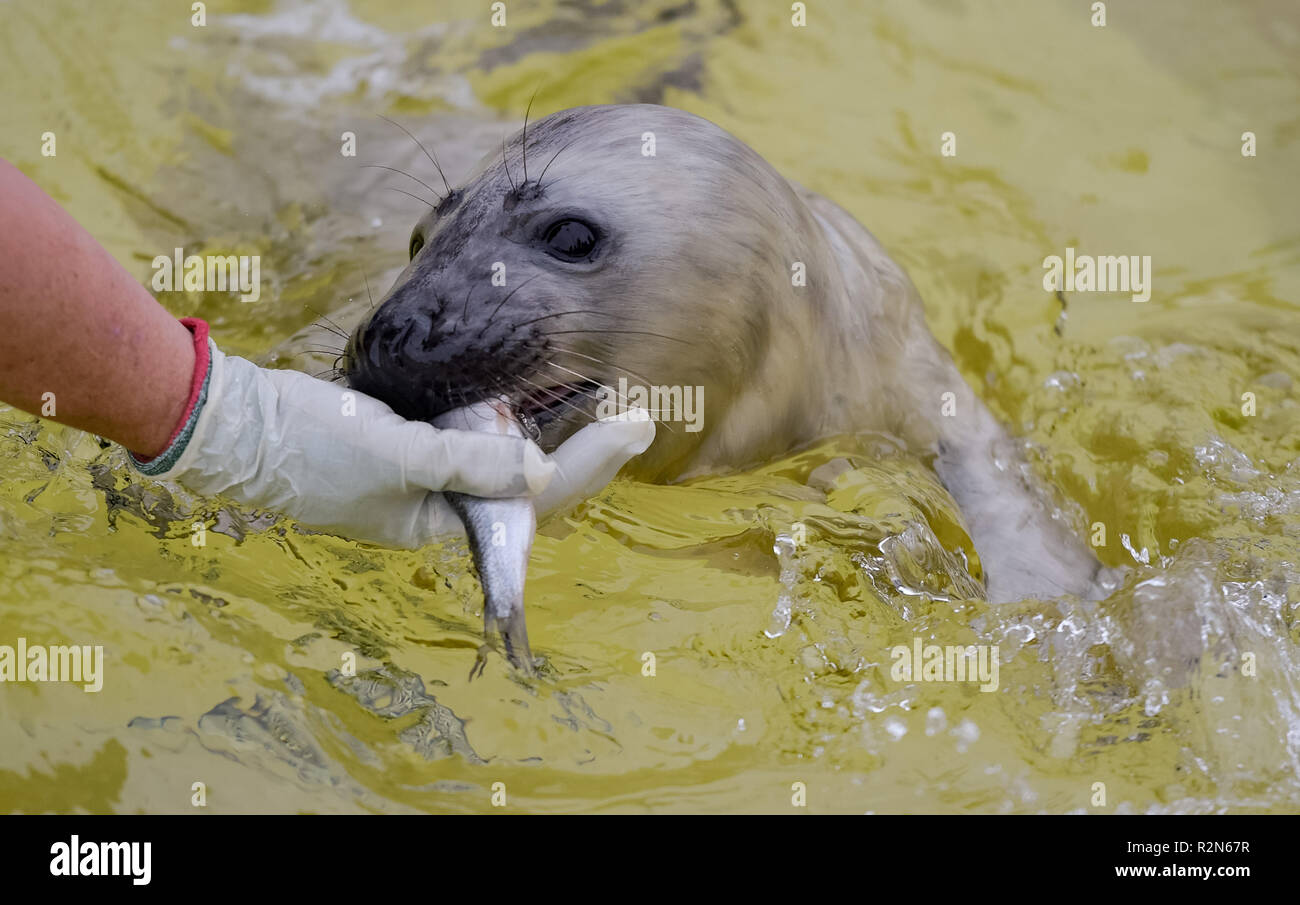Friedrichskoog, Germany. 20th Nov, 2018. The four week old grey seal ...