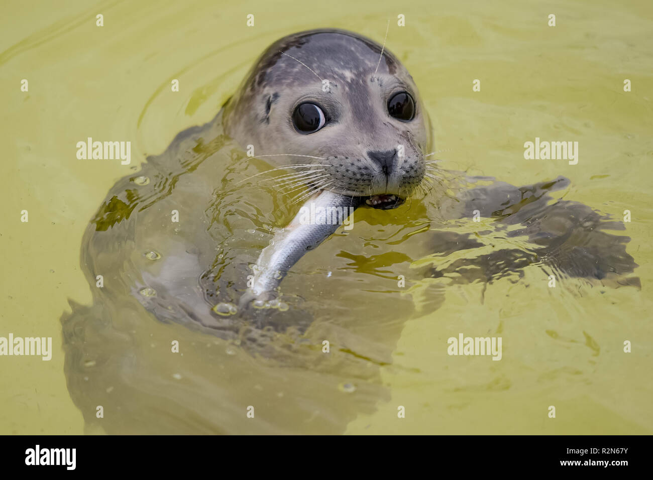 Separated from his mother hi-res stock photography and images - Alamy