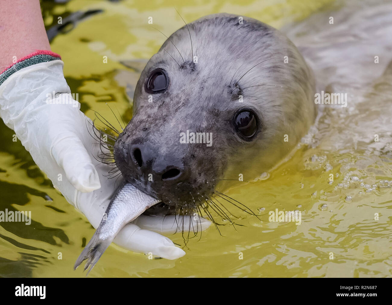 Friedrichskoog, Germany. 20th Nov, 2018. The four week old grey seal ...