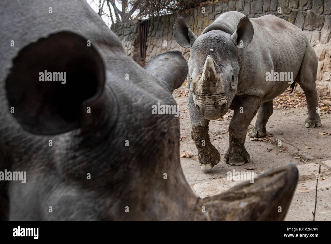 European zoos hi-res stock photography and images - Alamy