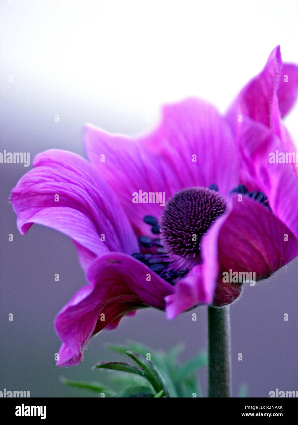 Bla anemone hi-res stock photography and images - Alamy