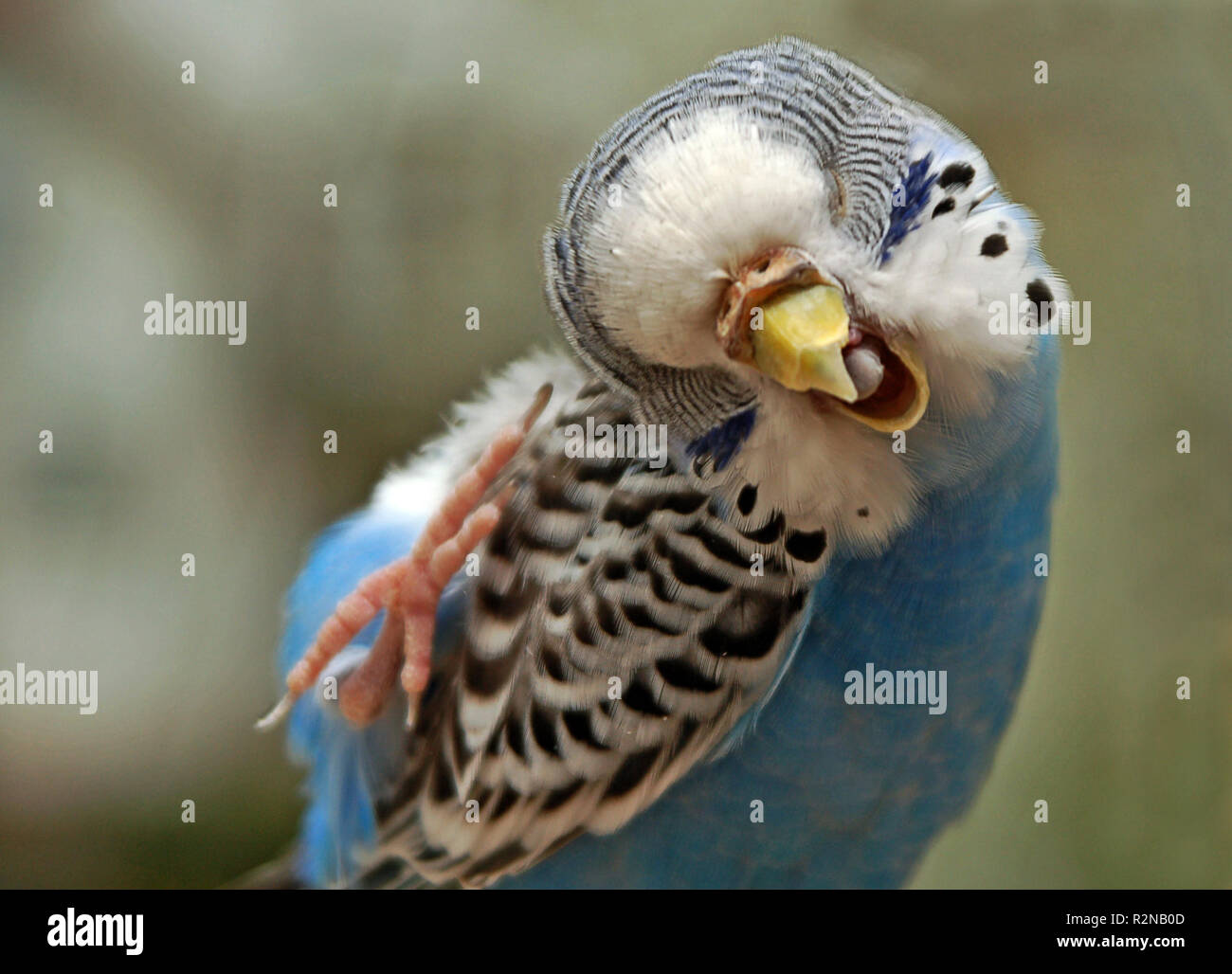 Bird tongue hi-res stock photography and images - Alamy