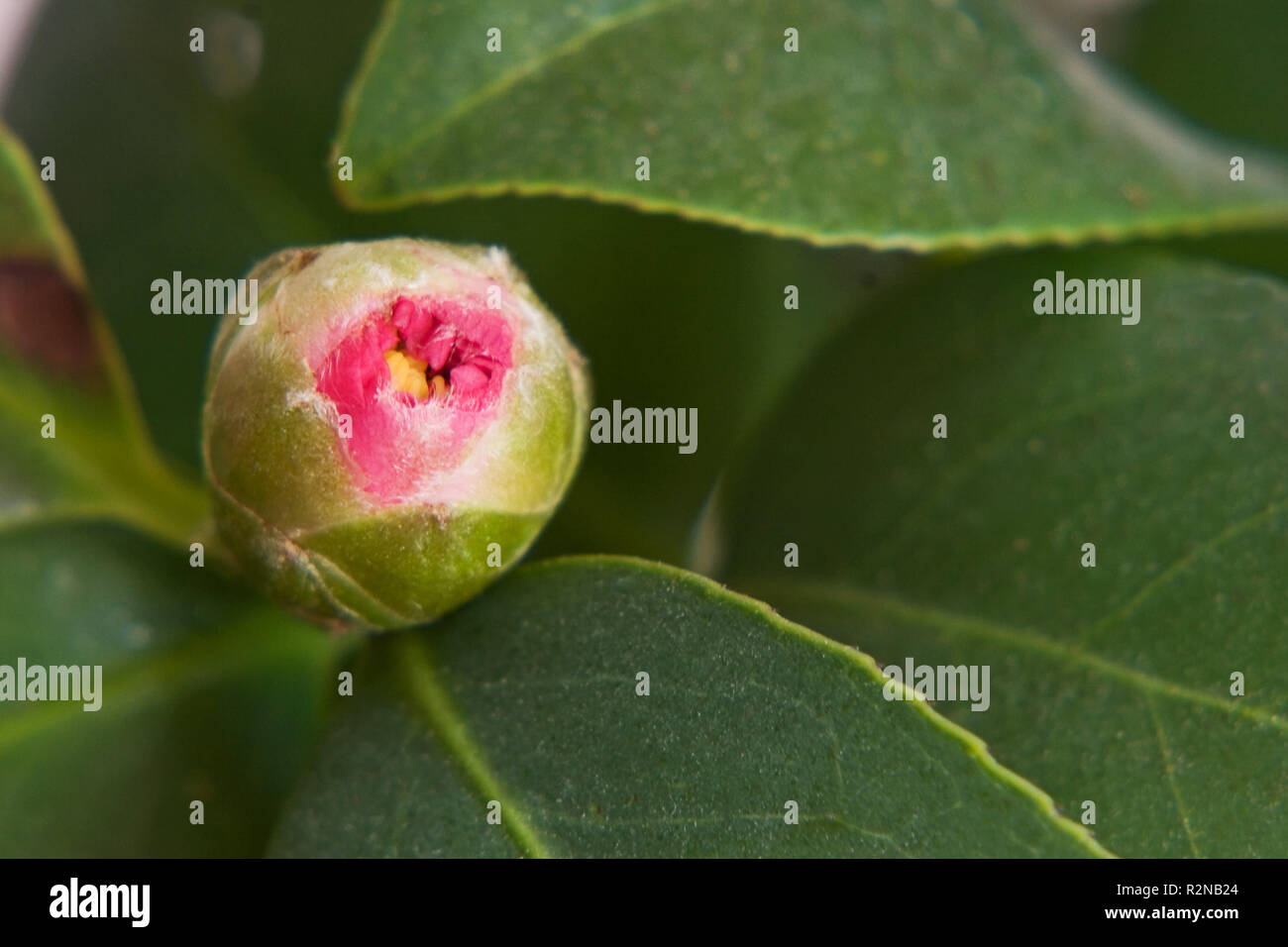 Strauchart hi-res stock photography and images - Alamy