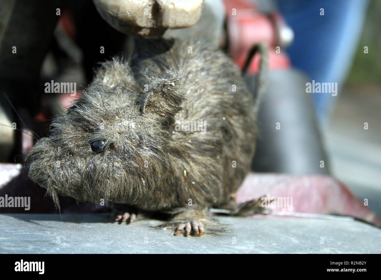 Rat guard hi-res stock photography and images - Alamy