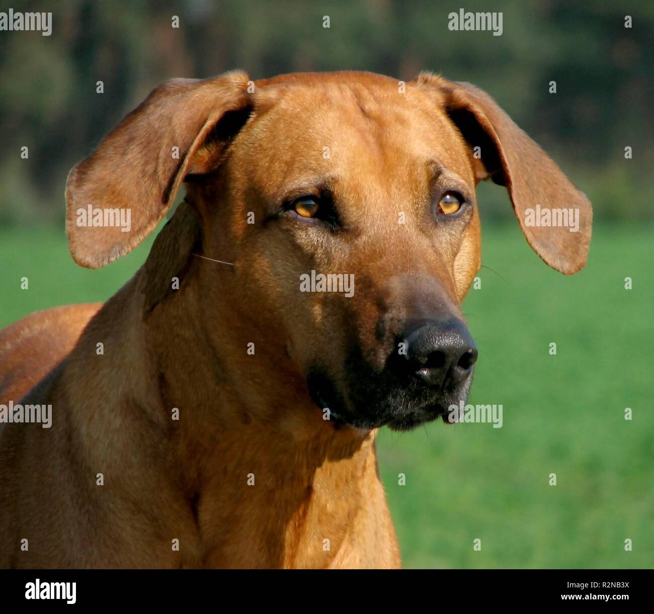 Rhodesian ridgeback africa hi-res stock photography and images - Alamy