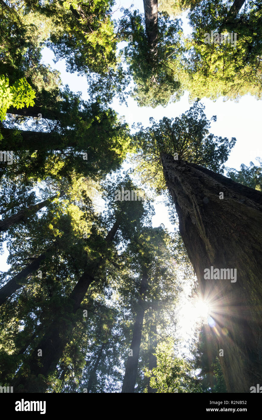 Coast redwood national park hi-res stock photography and images - Alamy