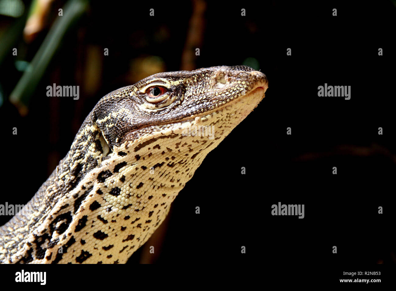 Sand Goanna Stock Photos & Sand Goanna Stock Images - Alamy