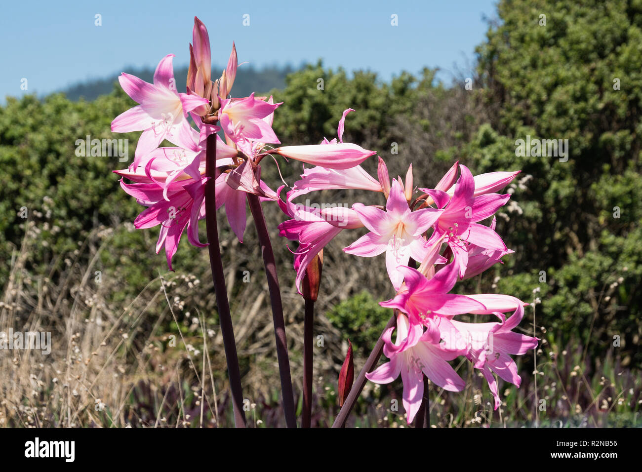 California, Pacific Coast, Lilies Stock Photo - Alamy