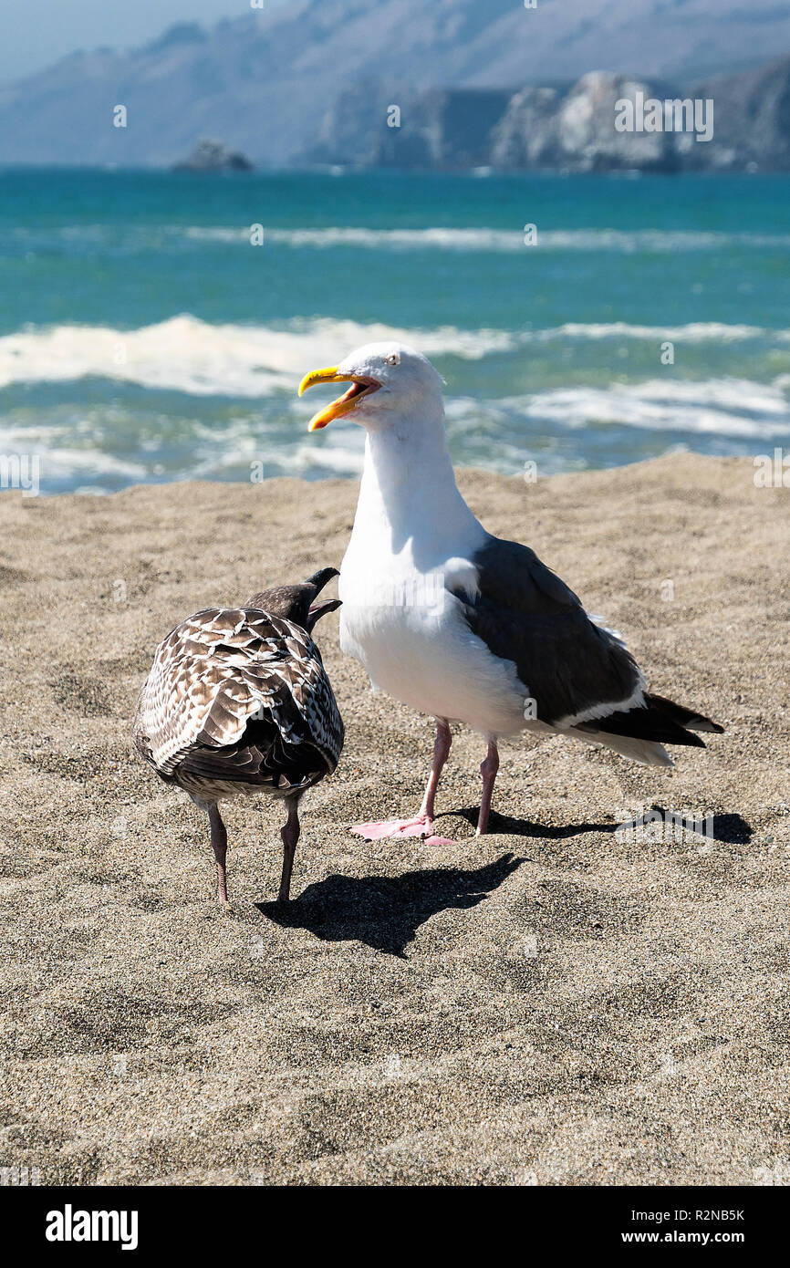 California, Pacific Coast, arguing seagulls Stock Photo - Alamy