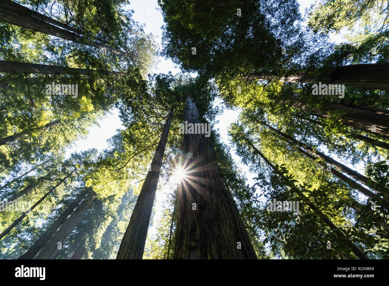 California, Pacific Coast, Redwood National Park Stock Photo - Alamy